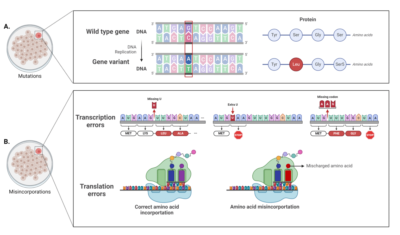 Sequence Variant Analysis of Monoclonal Antibodies