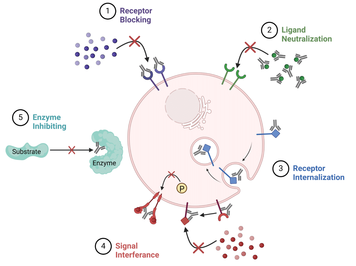 Antagonistic Antibodies: Opportunities and Obstacles