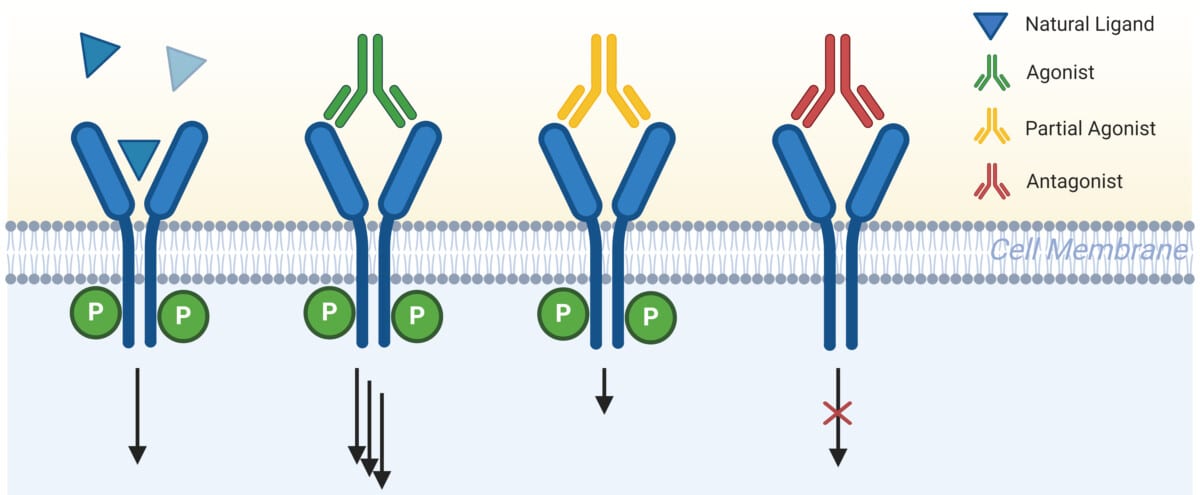 Agonist Antibody Challenges and Optimization