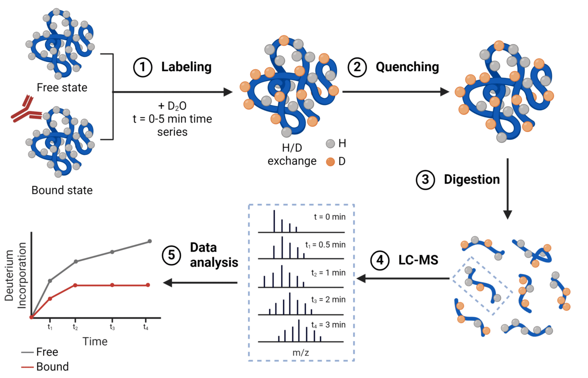Epitope Mapping Services via HDX-MS - Rapid Novor