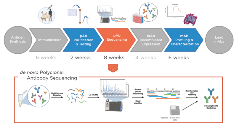 Antibody Discovery Service via Polyclonal Antibody Sequencing