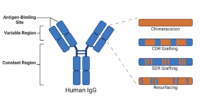 Antibody Humanization Strategies, Challenges, and Innovations