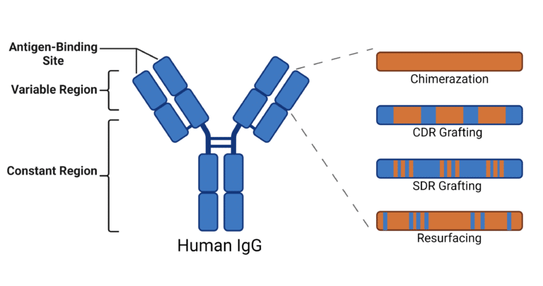 Antibody Humanization Strategies, Challenges, and Innovations
