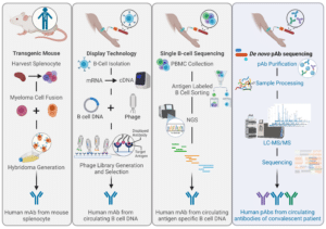 Antibody Humanization Strategies, Challenges, and Innovations