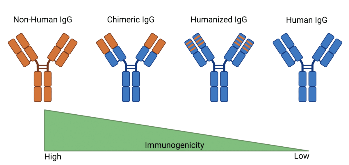 Antibody Humanization Strategies, Challenges, and Innovations