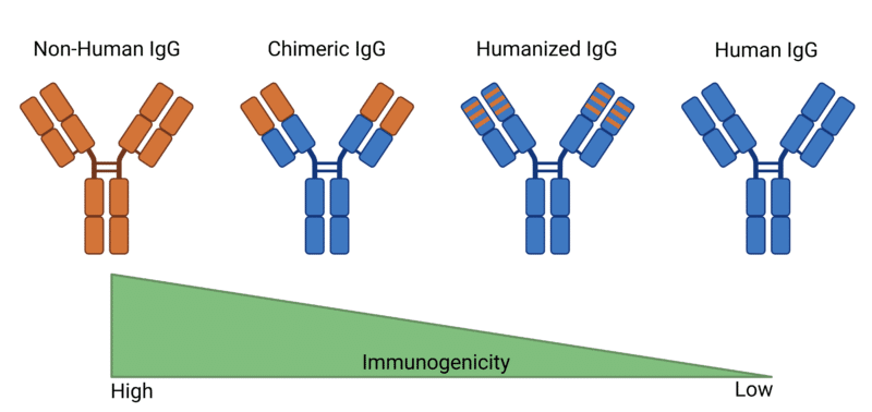 Antibody Humanization Strategies, Challenges, and Innovations