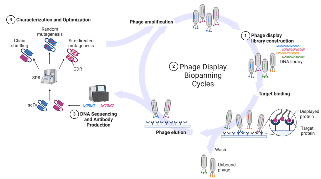 Phage Display Antibody Discovery