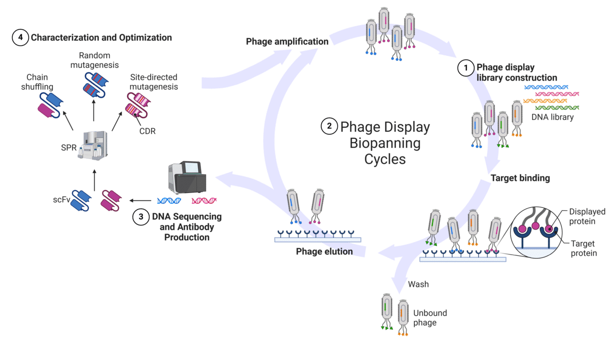 Phage Display Antibody Discovery