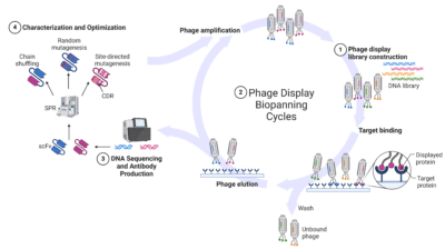 Phage Display Antibody Discovery