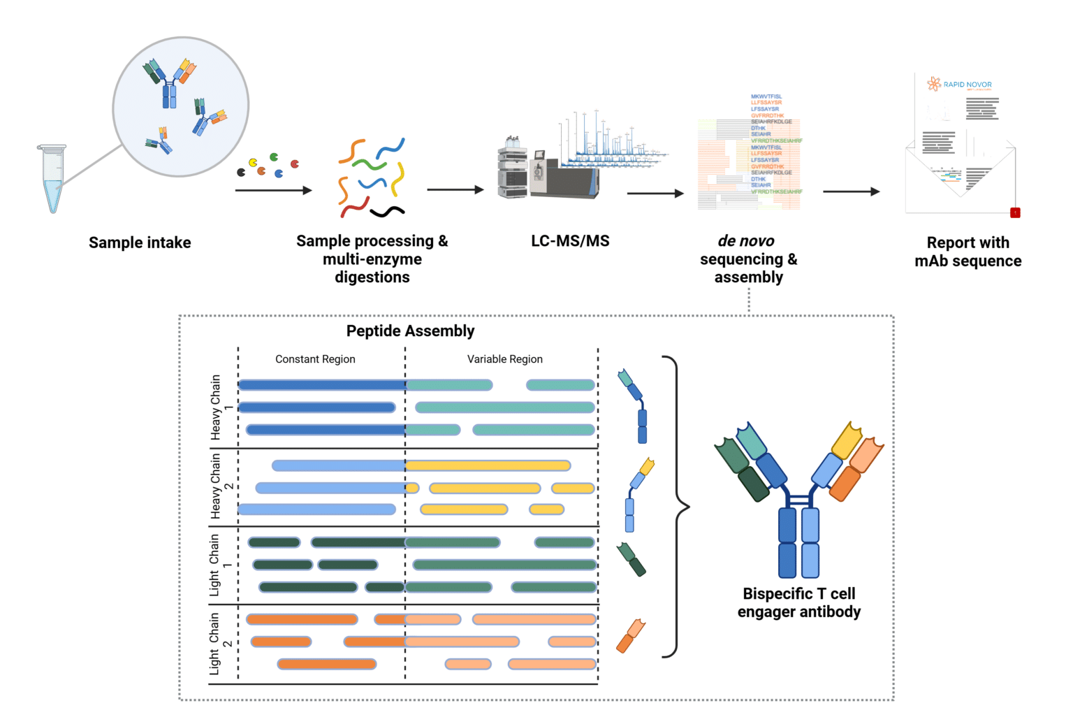 De Novo Sequencing a Bispecific T Cell Engager