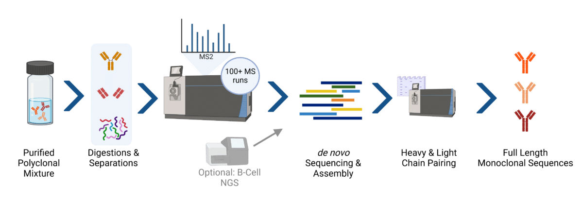 Polyclonal Antibody Sequencing - REpAb