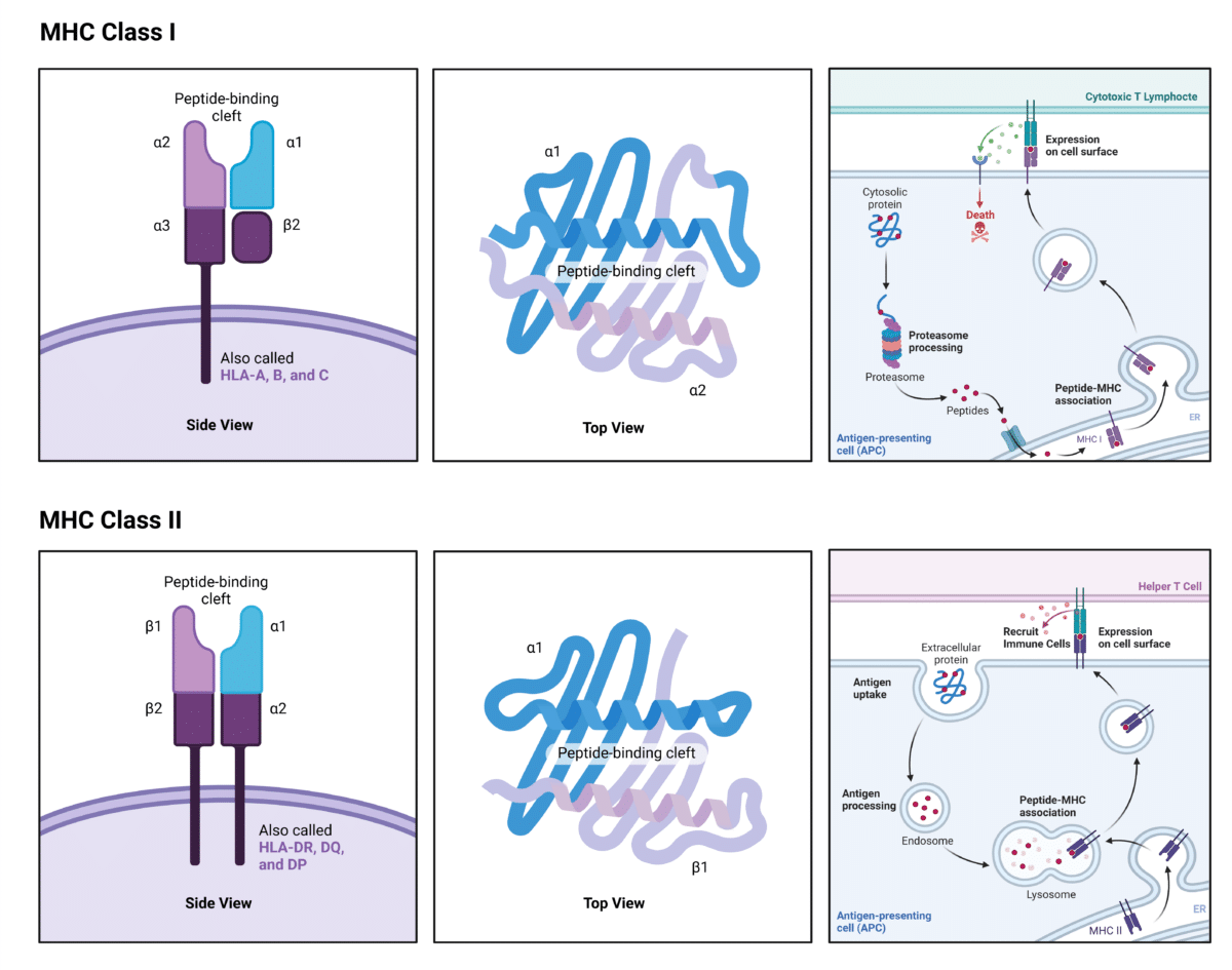 Major Histocompatibility Complex