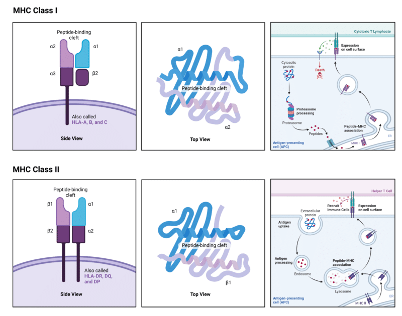 Major Histocompatibility Complex