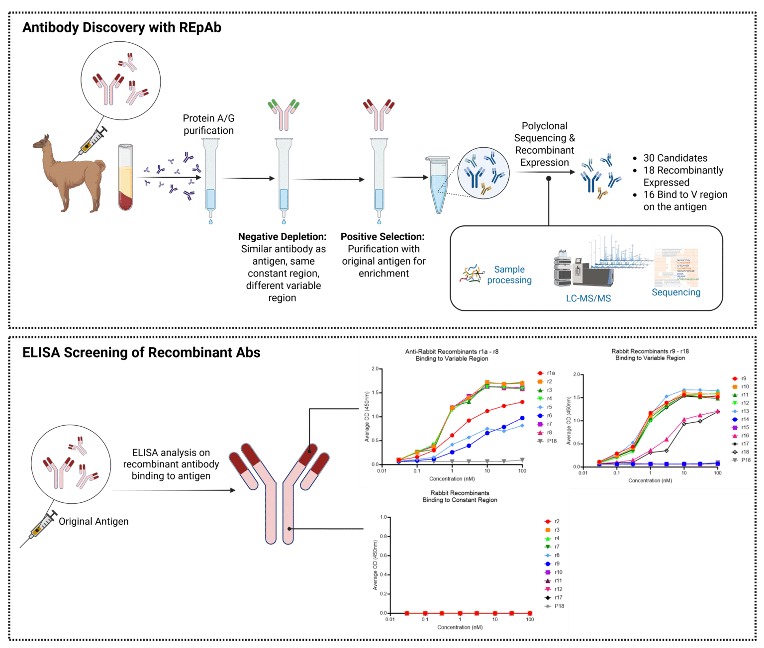 Anti-Idiotypic Antibodies in Drug Development