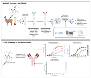 Anti-Idiotypic Antibodies in Drug Development