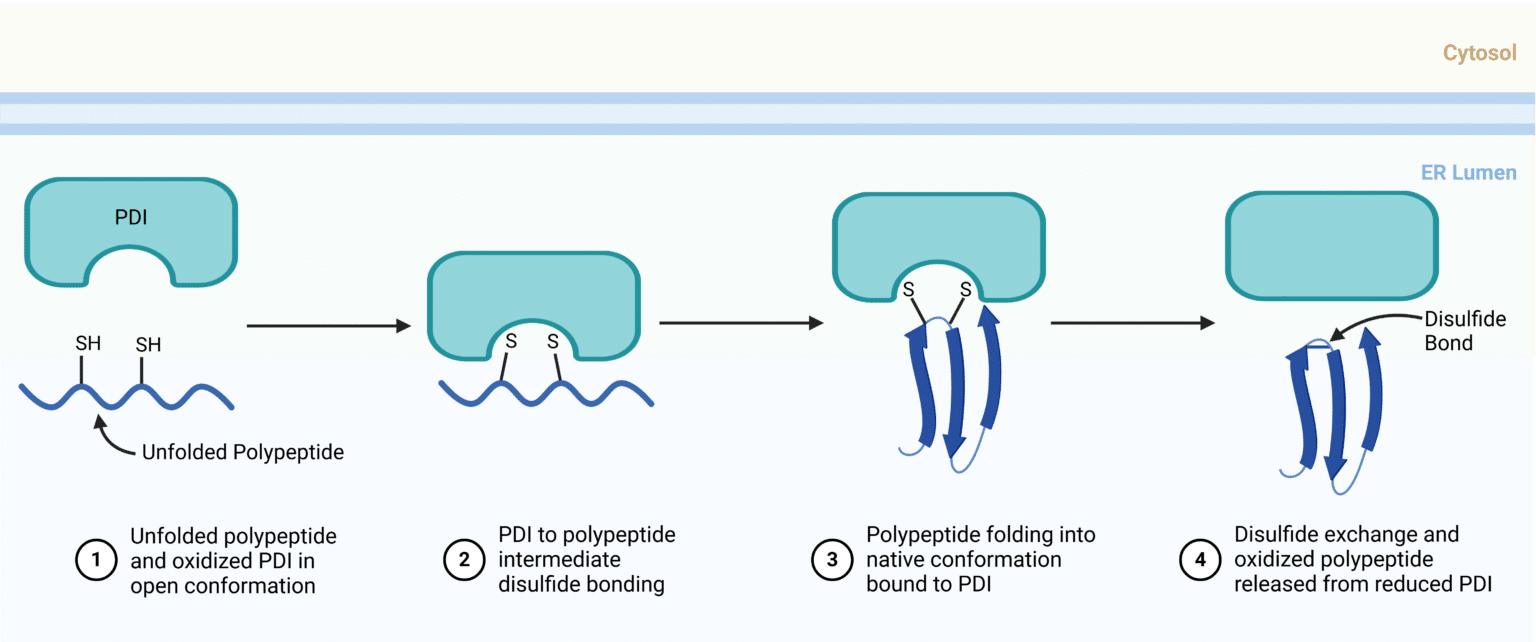Disulfide Bond Engineering