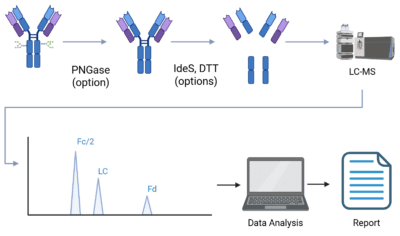 Intact Mass Analysis of Antibodies