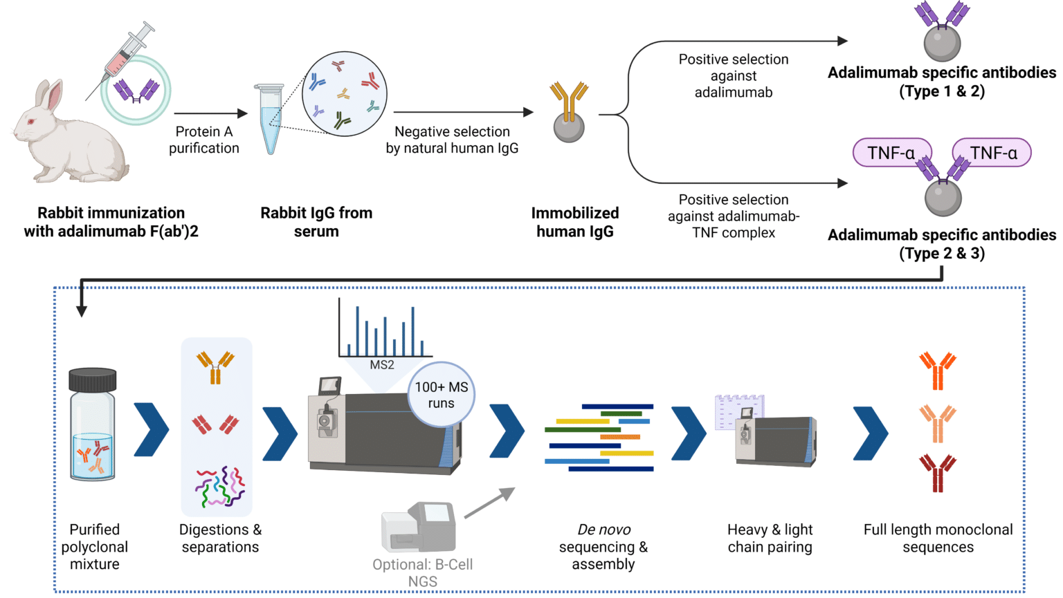 Functional Strategies for Anti-Idiotypic Antibody Discovery