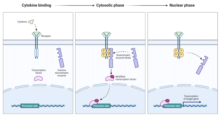 Cytokines in Disease and Therapeutics